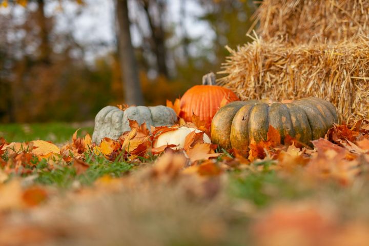 Bishop Edward J. Burns wishes all the faithful a Happy Thanksgiving ...